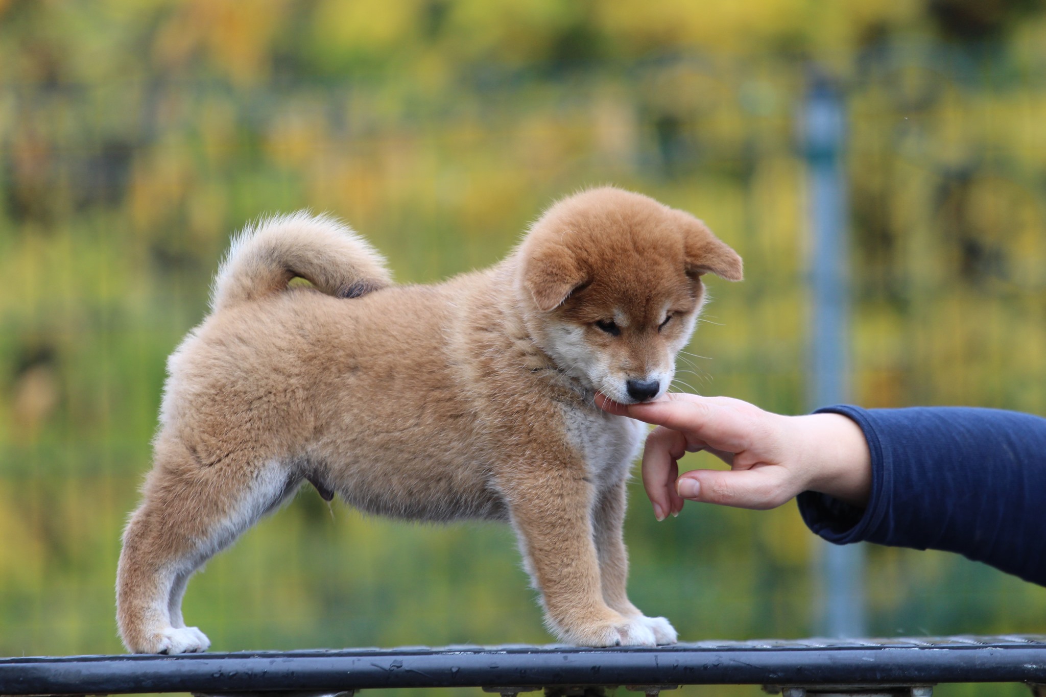 QUANTUM OF SOLACE INCIPITA VITA - shibas-inu's JimdoPage!