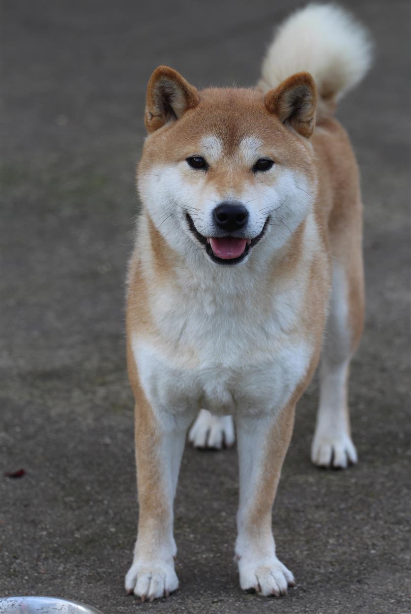 A HOT AS FIRE INCIPITA VITA - shibas-inu's JimdoPage!