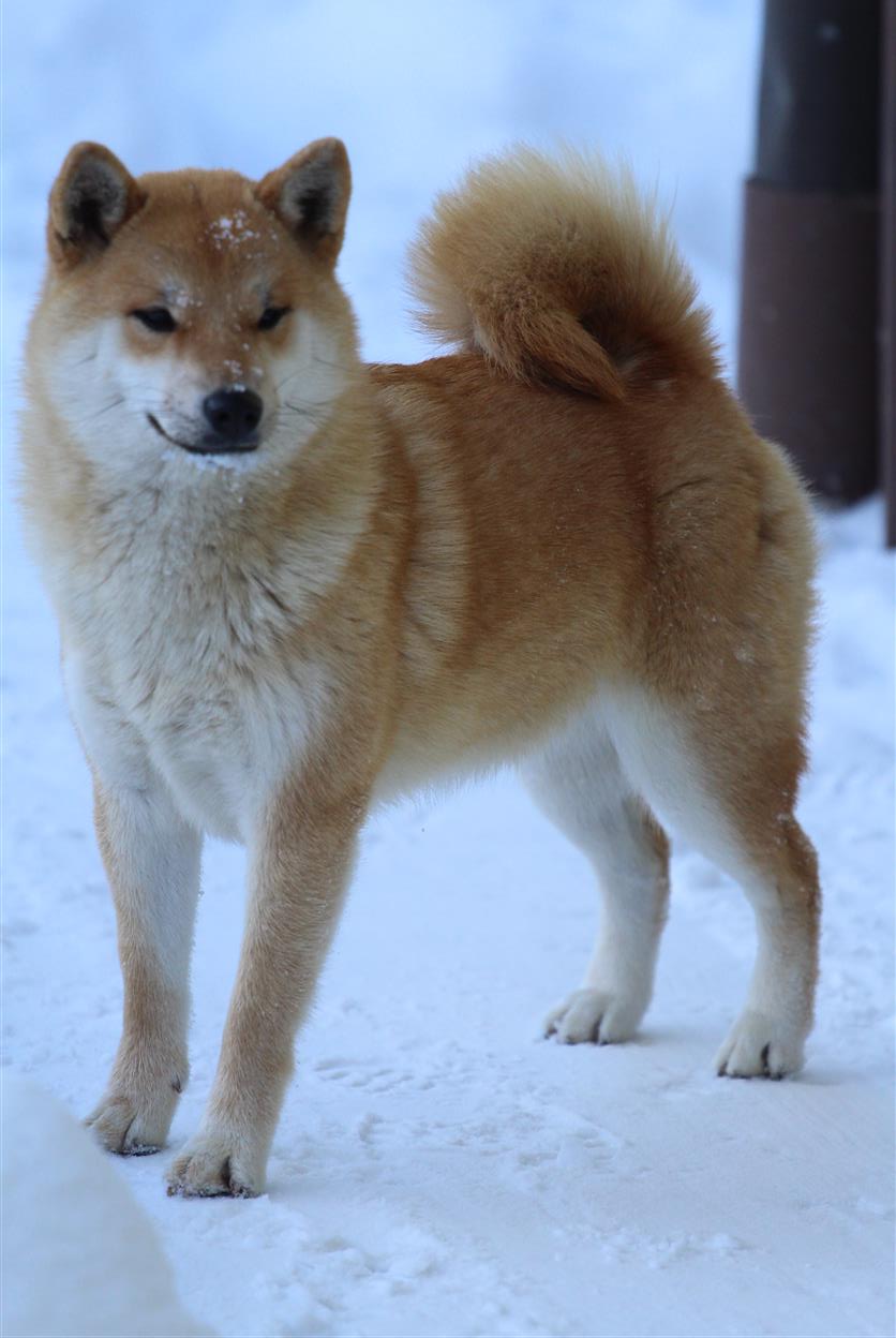 Ai Hime Incipita Vita - shibas-inu's JimdoPage!