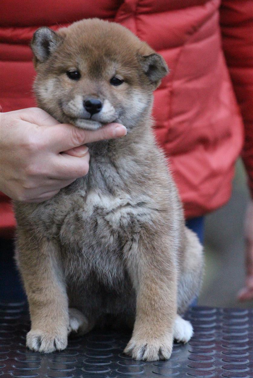 CRIMSON INCIPITA VITA - shibas-inu's JimdoPage!