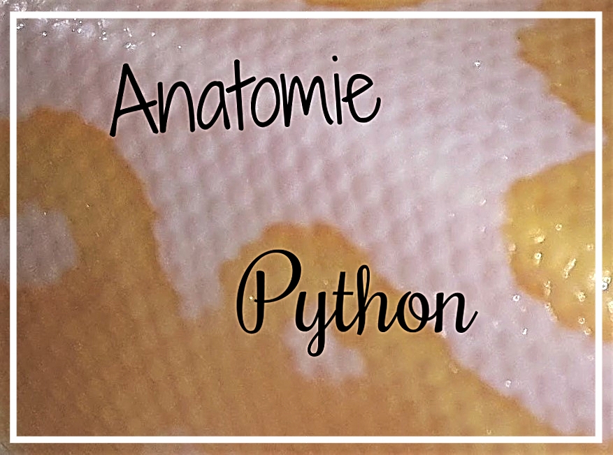 Der Kopf, Ober und Unterkiefer - Happy Pythons - Python regius
