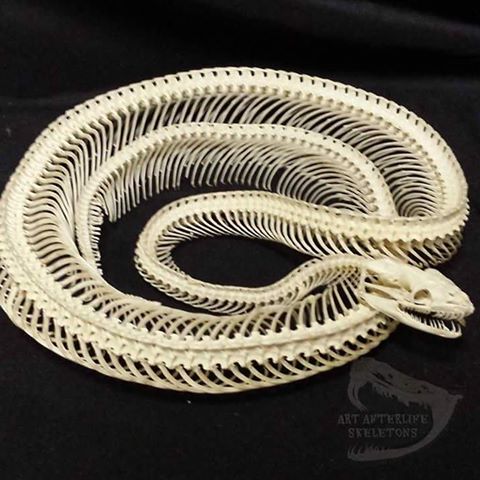 Der Kopf, Ober und Unterkiefer - Happy Pythons - Python regius