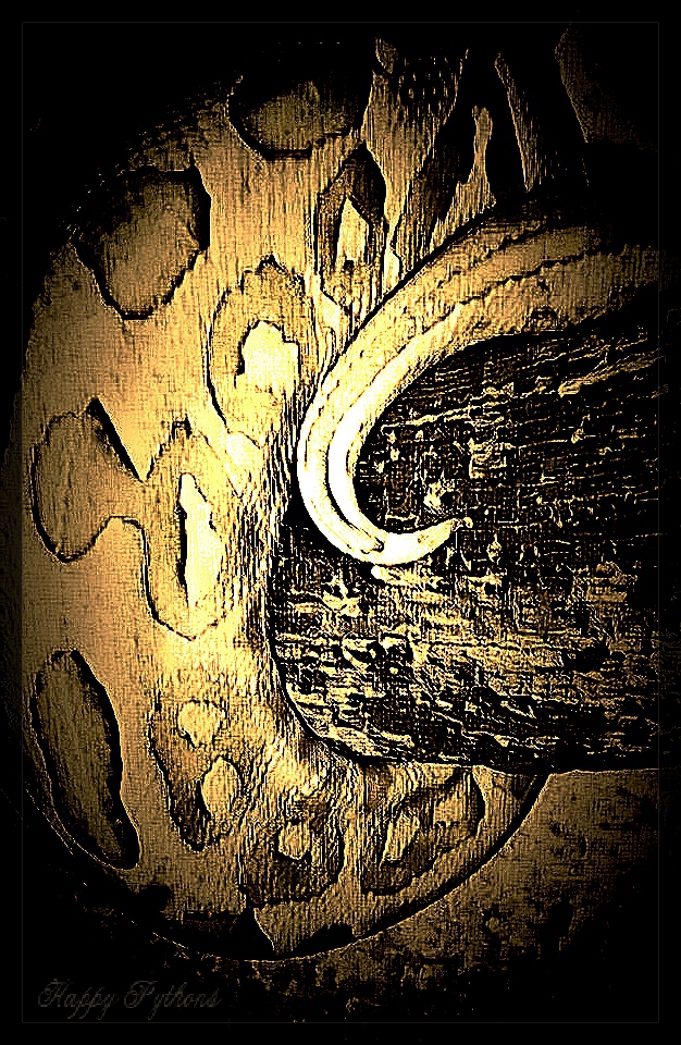 Galerie - Happy Pythons - Python regius