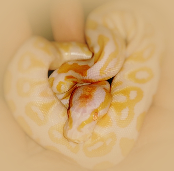 Baby- Fotos vom Nachwuchs - Happy Pythons - Python regius