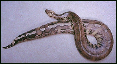 Pythons - Happy Pythons - Python regius