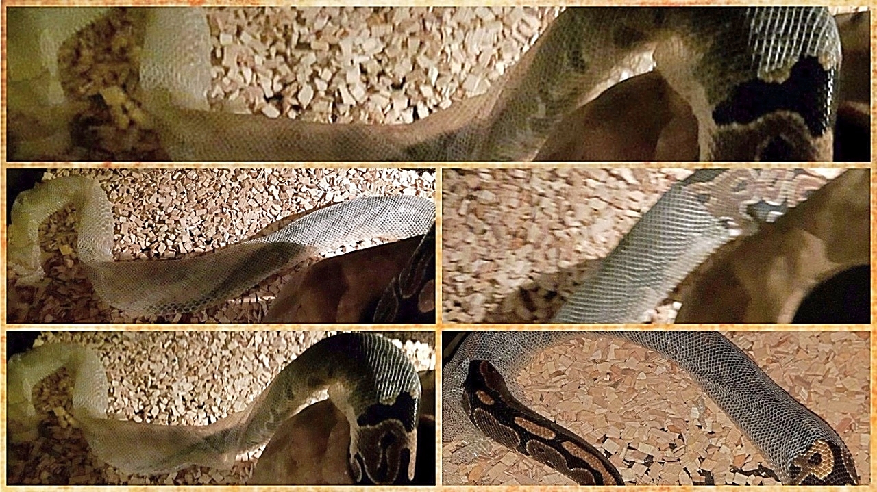 „Ball Python Nidovirus“ (Königspython-Nidovirus). - Happy Pythons - Python regius