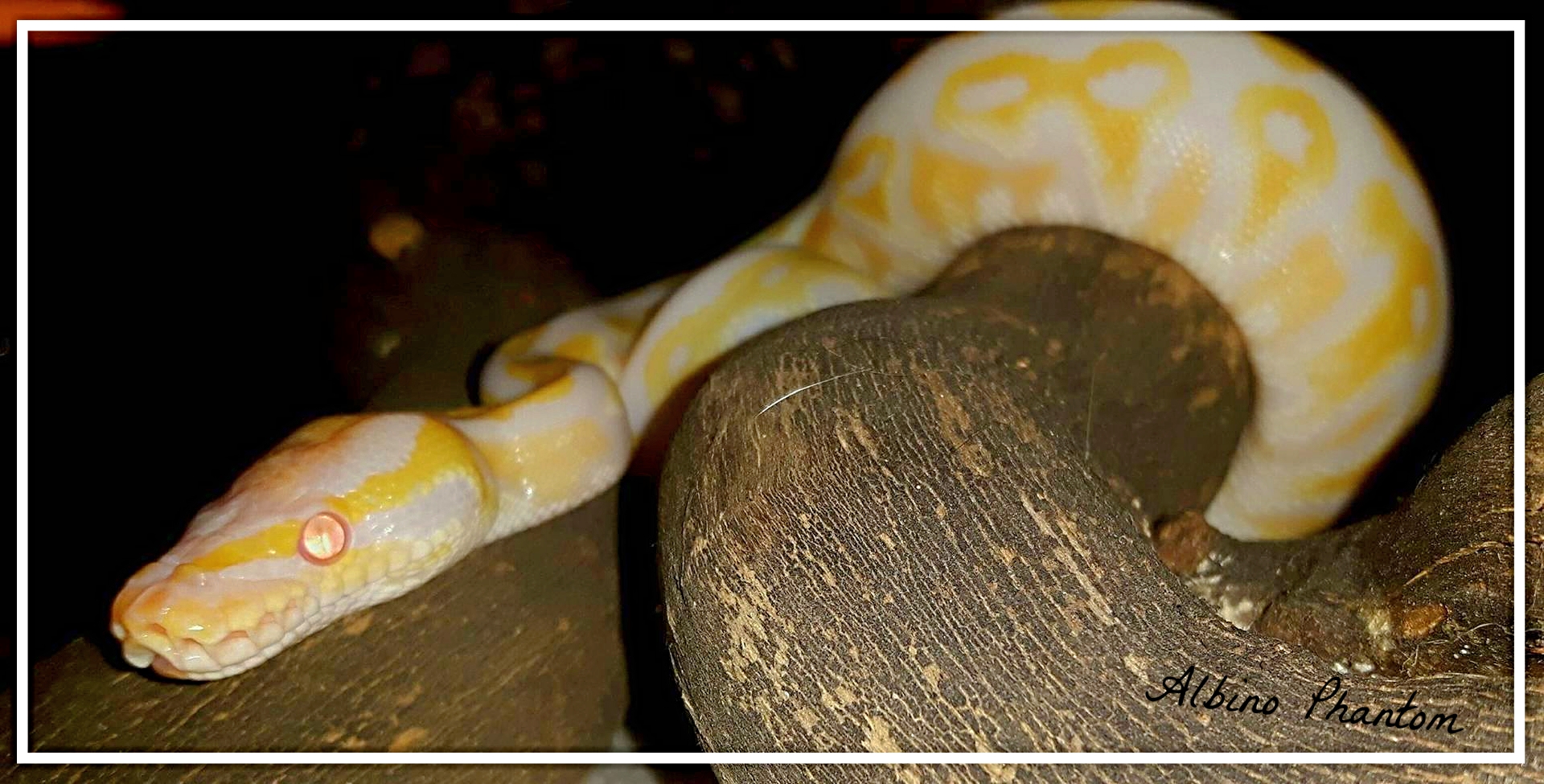 Youma & Nemo - Happy Pythons - Python regius