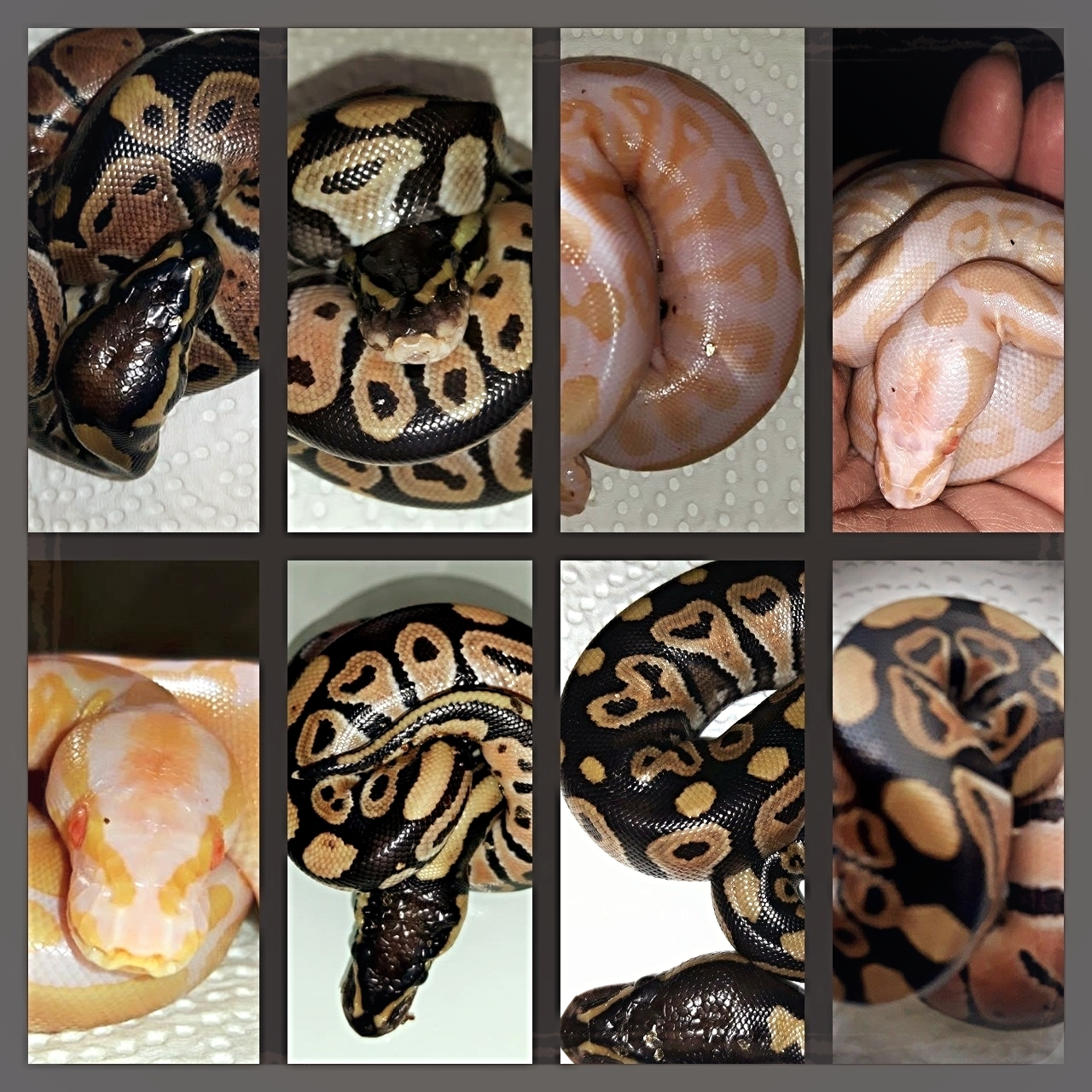 Saison 2016 / 17 - Happy Pythons - Python regius