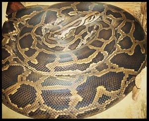 Pythons - Happy Pythons - Python regius