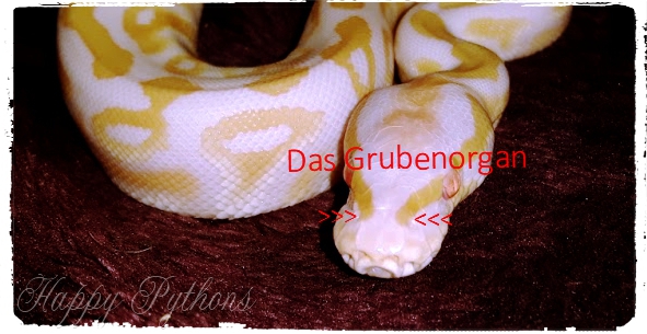 Der Kopf, Ober und Unterkiefer - Happy Pythons - Python regius