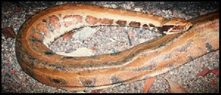 Pythons - Happy Pythons - Python regius