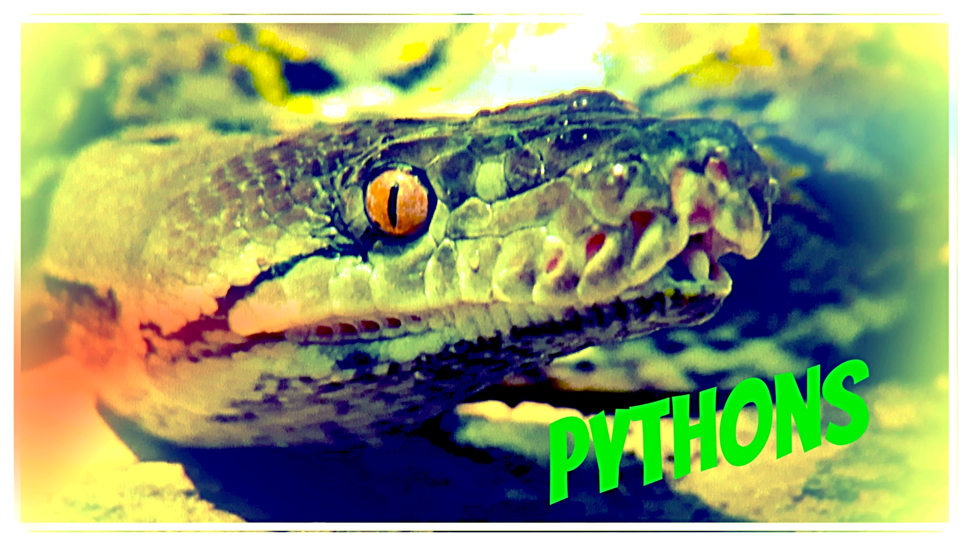 Pythons - Happy Pythons - Python regius