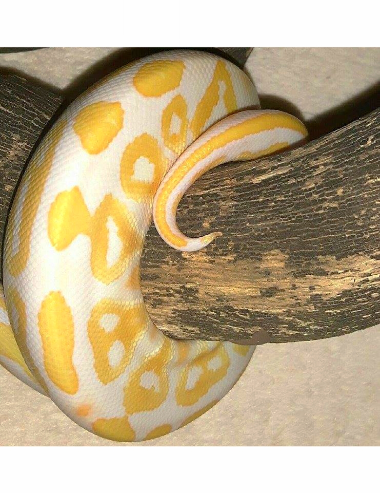 Youma & Nemo - Happy Pythons - Python regius