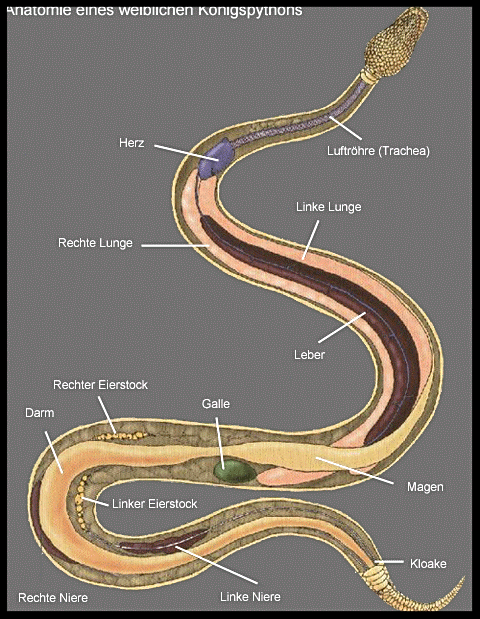 Der Kopf, Ober und Unterkiefer - Happy Pythons - Python regius