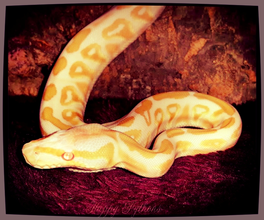 Baby- Fotos vom Nachwuchs - Happy Pythons - Python regius