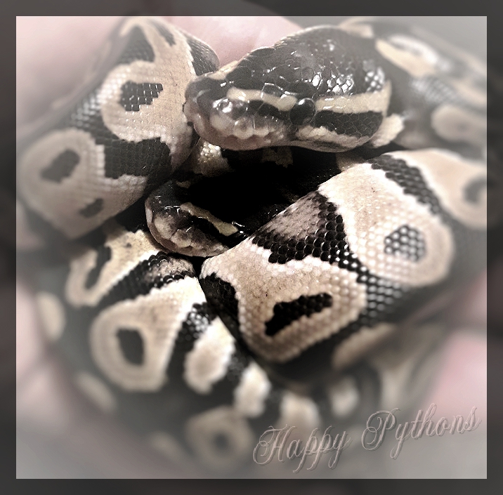 Baby- Fotos vom Nachwuchs - Happy Pythons - Python regius