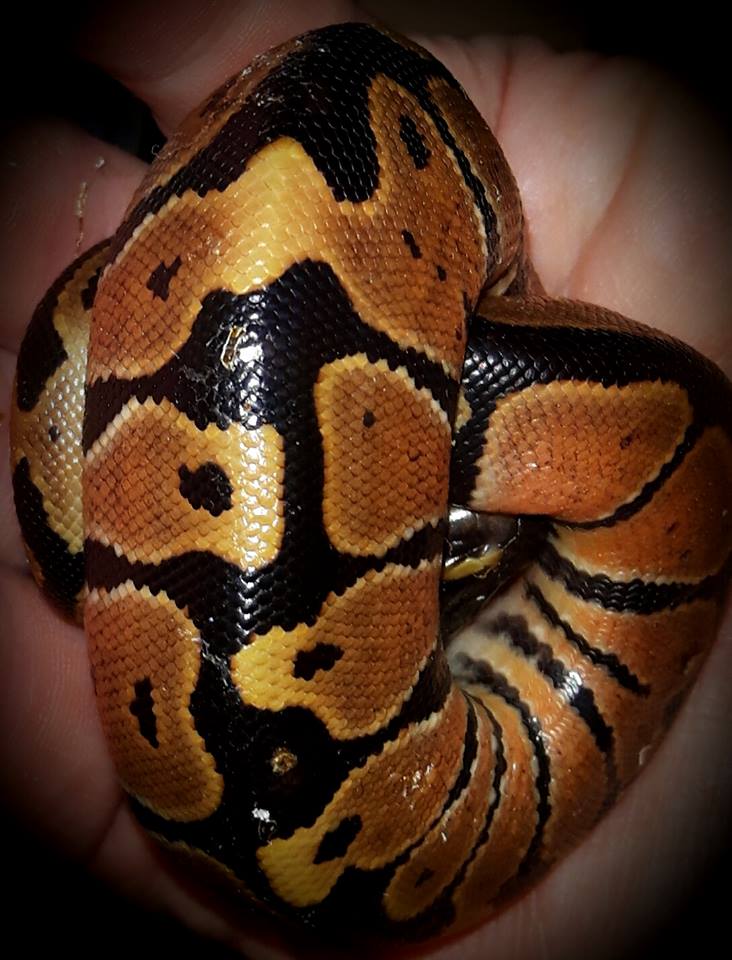 Baby- Fotos vom Nachwuchs - Happy Pythons - Python regius