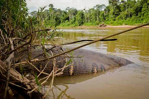 Yakumama Amazon Tour Iquitos - Yakumama Amazon Tours