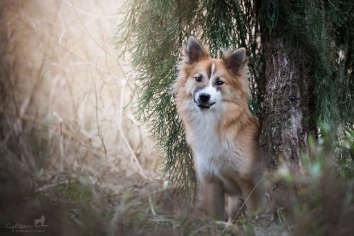 Der Islandhund - der Islandhund