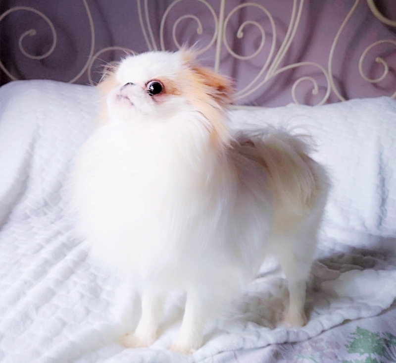 Chin japonés el perro de los Emperadores - Japanese Chin Facadavic