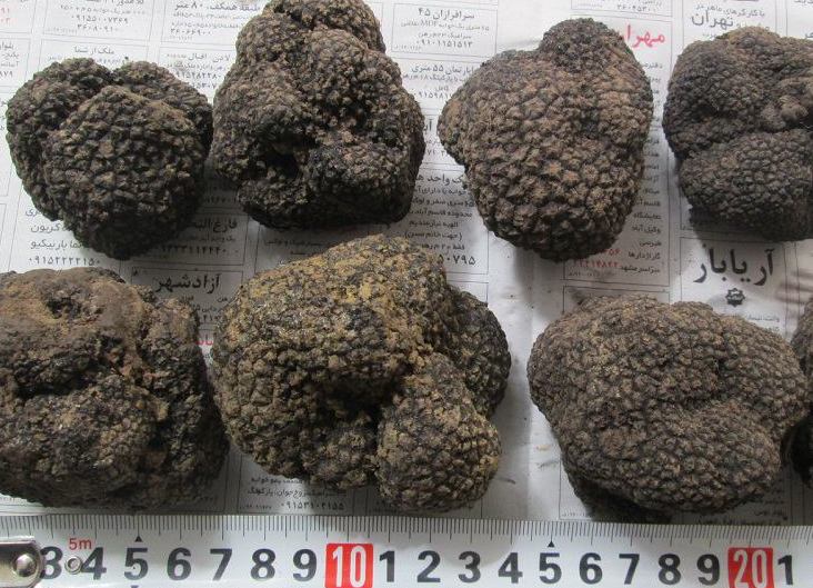 Best winter truffles from middle east! - ligam1s Webseite!