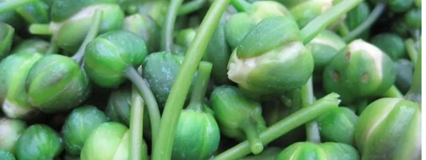 Best Organic capers from middle east! - ligam1s Webseite!