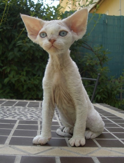 The Devon Rex breed - Association Européenne du Devon Rex - AEDREX