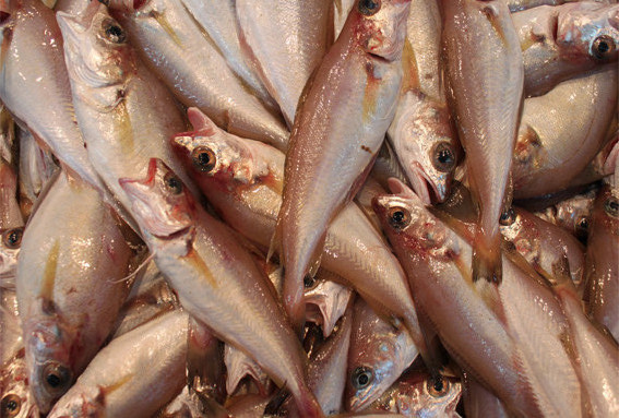 PESCADO PEQUEÑO DEL MERDITERRÁNEO - delmaralamesa