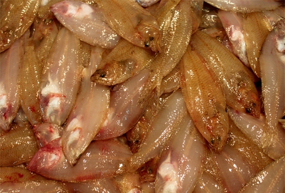 PESCADO PEQUEÑO DEL MERDITERRÁNEO - delmaralamesa