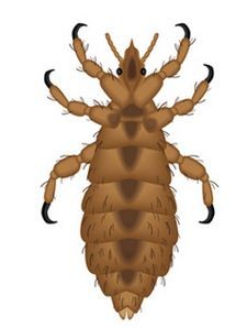 C'est quoi un pou ? - Site Jimdo de dpe 76