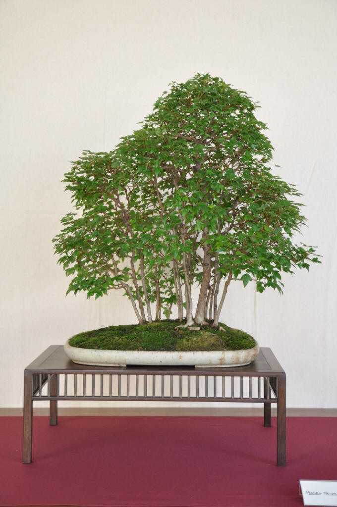 XI Mostra Bonsai e Suiseki - Coordinamento Bonsai Piemonte-Lombardia