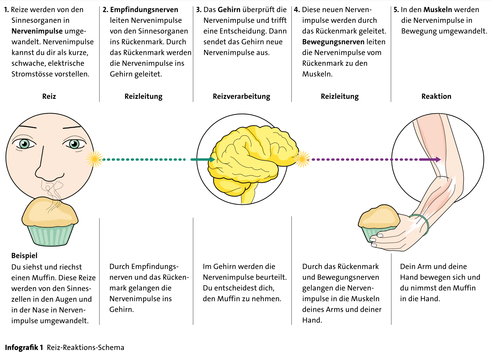 Grundlagenbuch - schulehittnau-sbernets Webseite!
