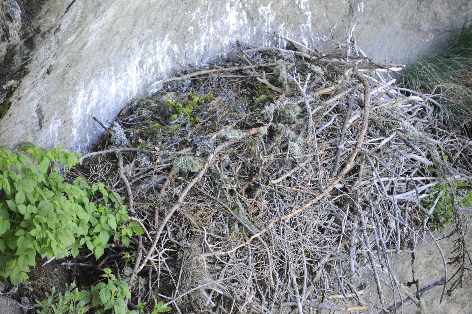 DIE Horste - Aigleroyalvalais Serge Denis