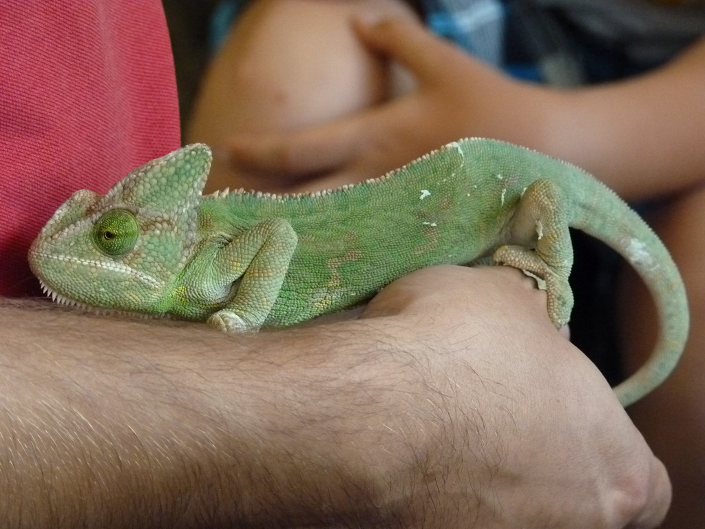 Reptilien im Klassenzimmer der Klasse 3a - Beethovenschule ...