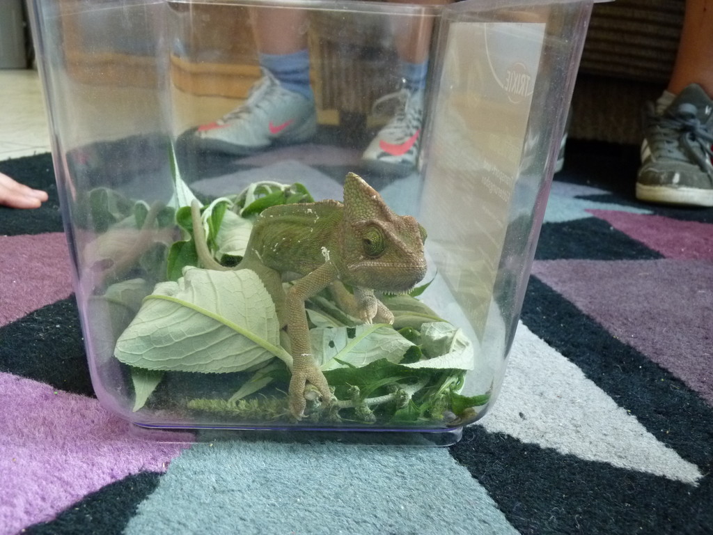 Reptilien im Klassenzimmer der Klasse 3a - Beethovenschule ...