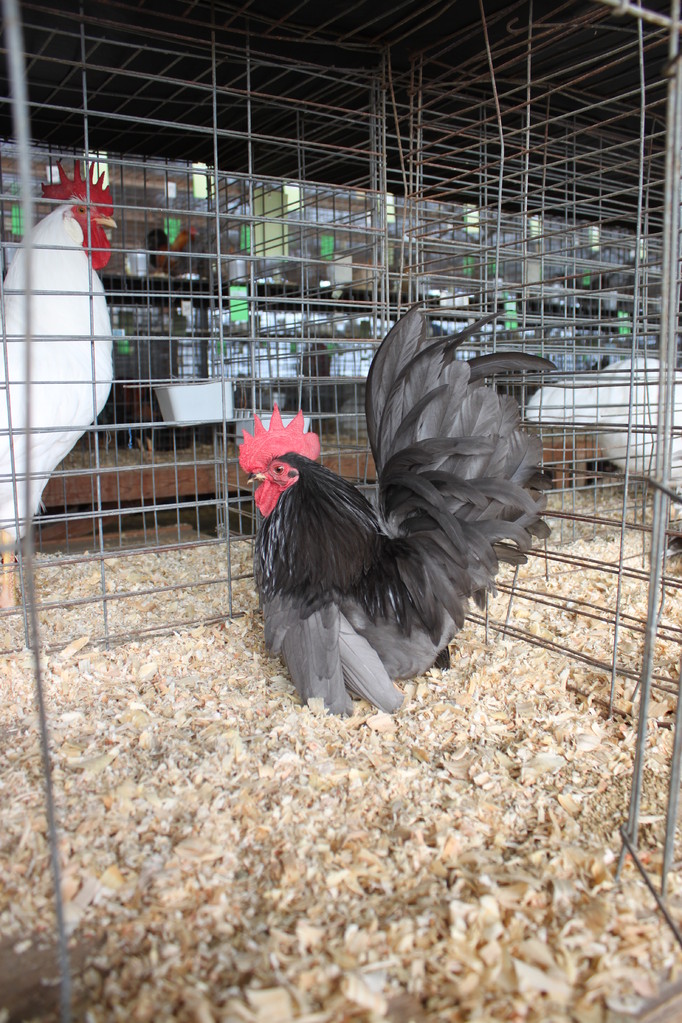 Japanese Bantams by John deSaavedra - Wenzel's Birdhaven show bantams