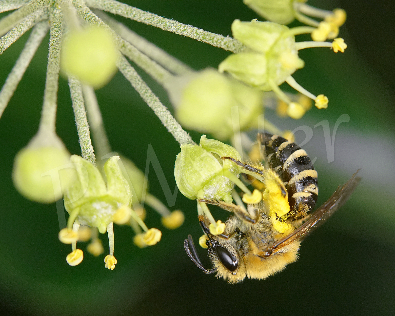 Strauch-Efeu - Wildbienen & Co. - Fotos, Infos, Tipps