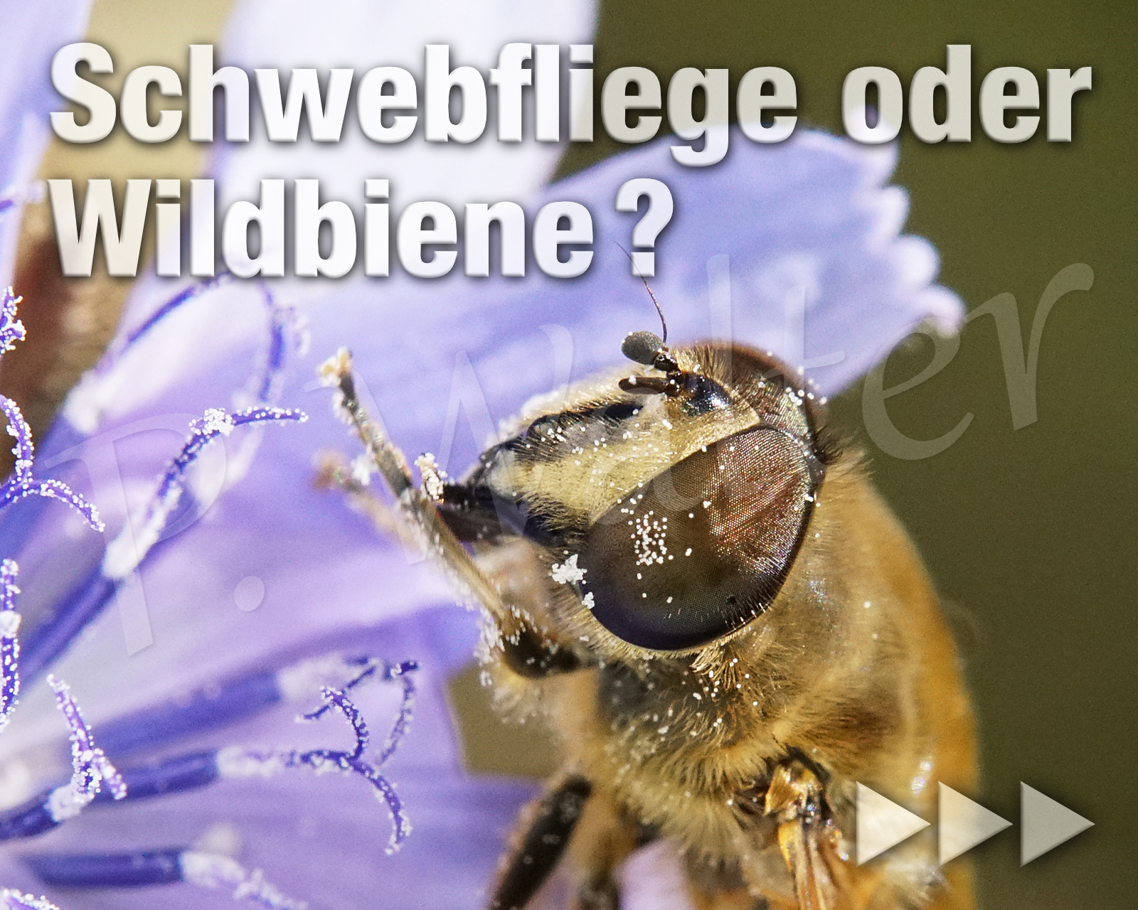 Schwebfliege oder Wildbiene - Wildbienen & Co. - Fotos, Infos, Tipps