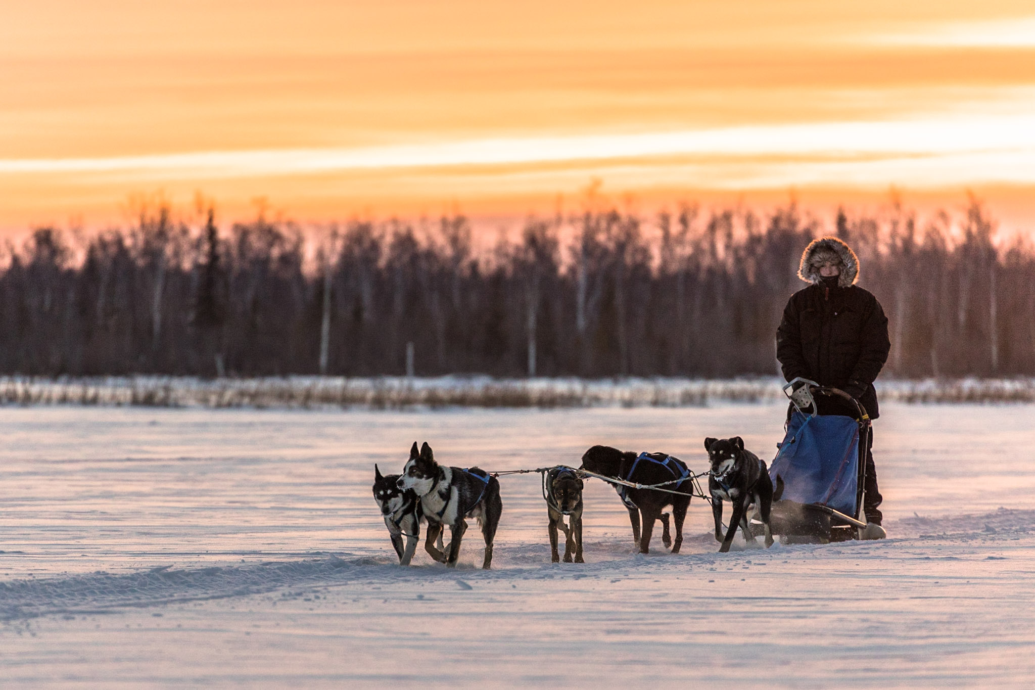 Wilderness Dog Mushing Adventure - Dog Sled Tours Alaska