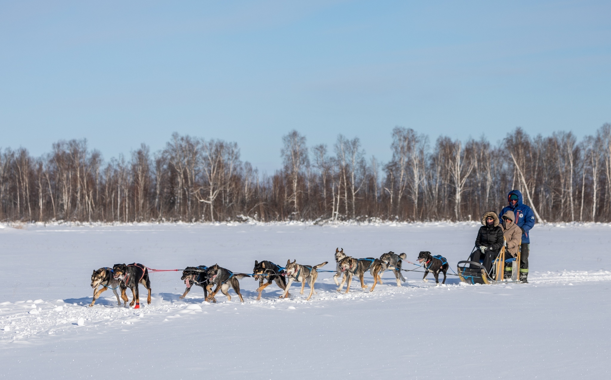 Mushing 1o1 - Dog Sled Tours Alaska
