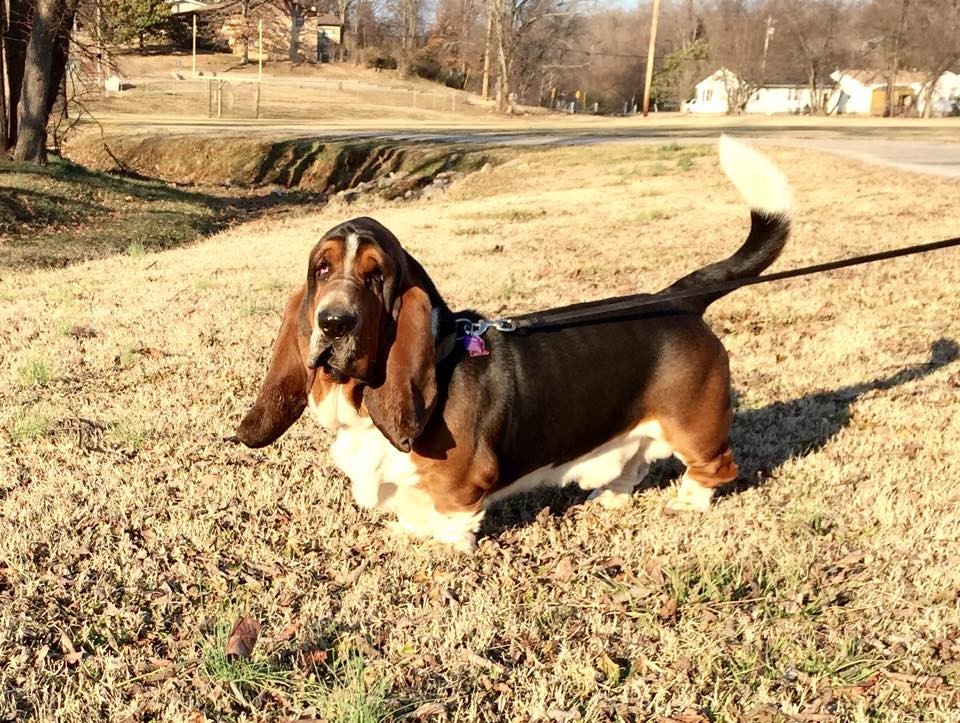 males - ozarkbassethound