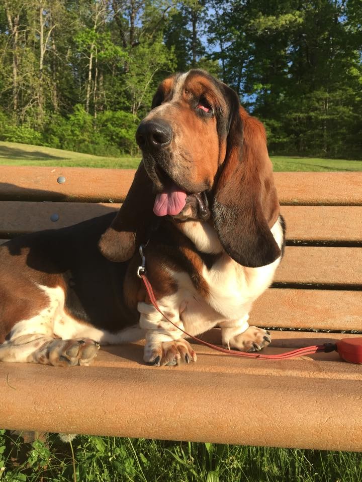 males - ozarkbassethound