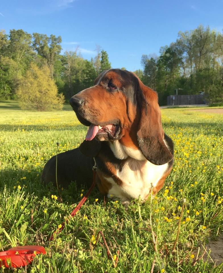 males - ozarkbassethound