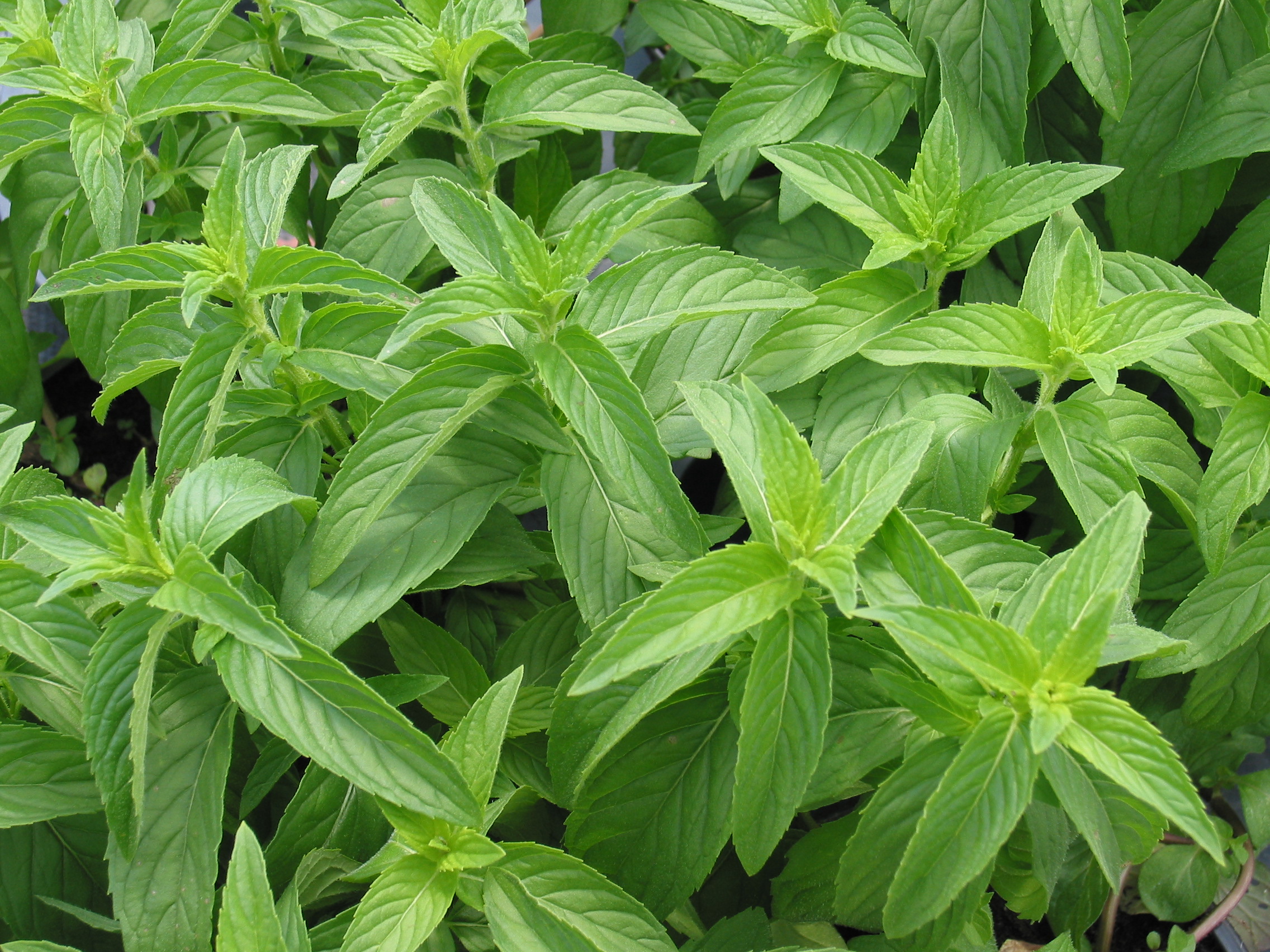 verveine CITRONNELLE - Roduit-Plants SA