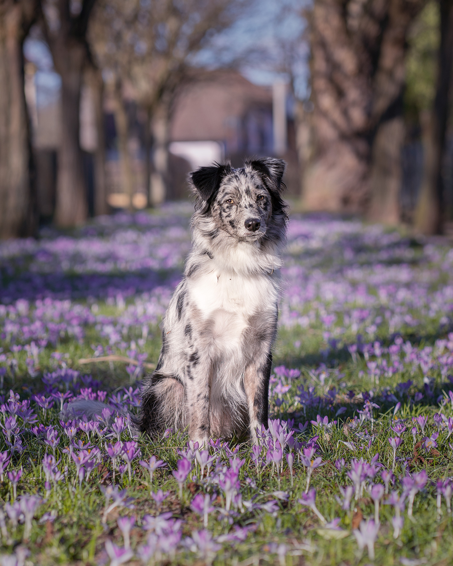 Zucht - weilwirhundeliebens Webseite!