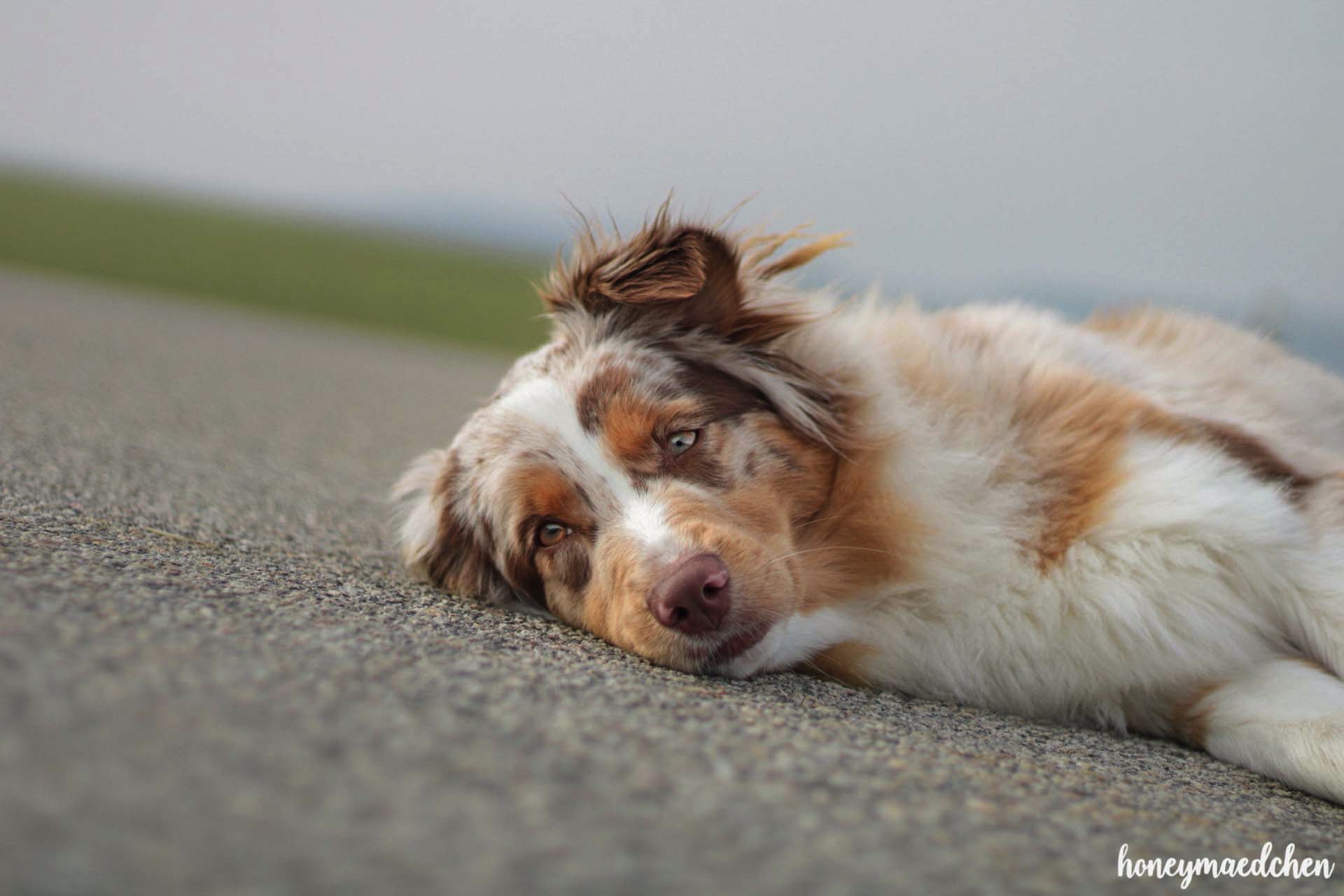 Double Merle Gen - honeymaedchens Webseite!