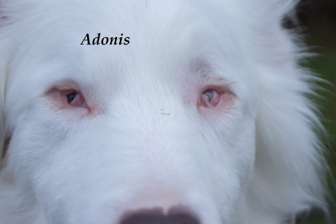 Double Merle Gen - honeymaedchens Webseite!