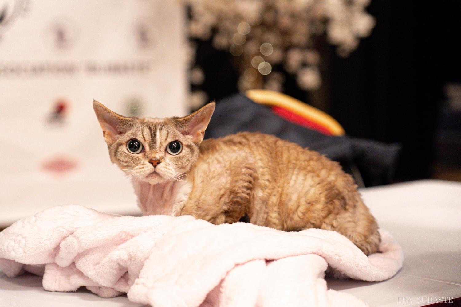 IC LV*Mitava Tiffany - LV*Mitava devon rex cattery