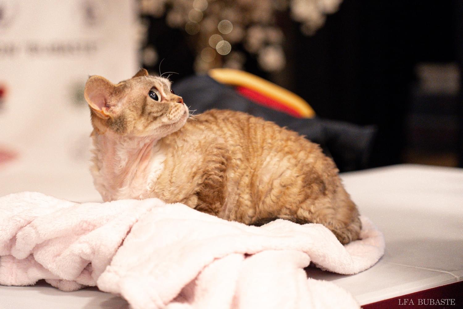 IC LV*Mitava Tiffany - LV*Mitava devon rex cattery