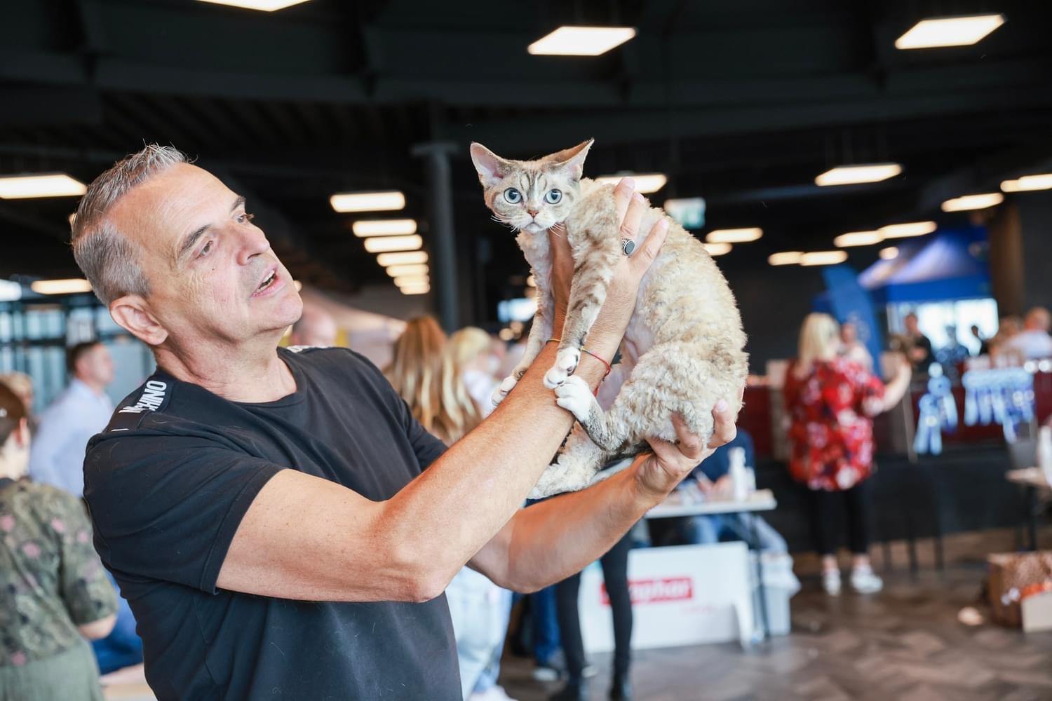 IC LV*Mitava Tiffany - LV*Mitava devon rex cattery